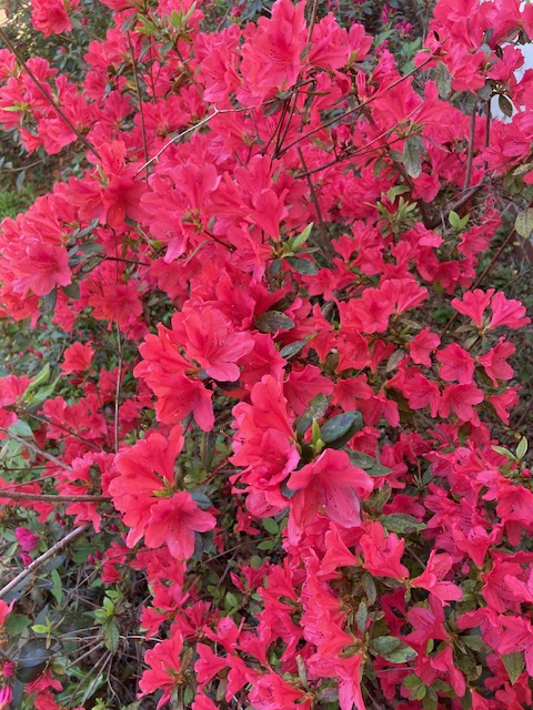 It’s April & so begins 2025 National Poetry Month! – Poet Voice
